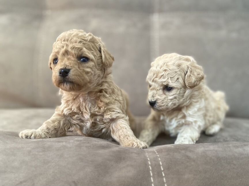 Две очаровашки (мальтипу )