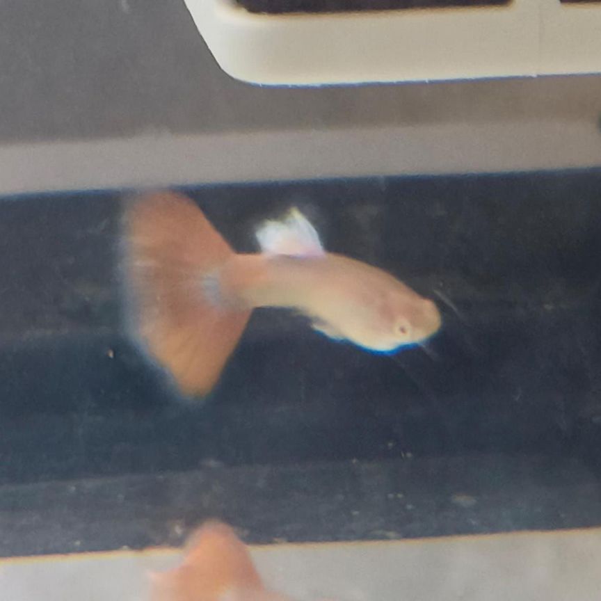 Гуппи блю Скай брак