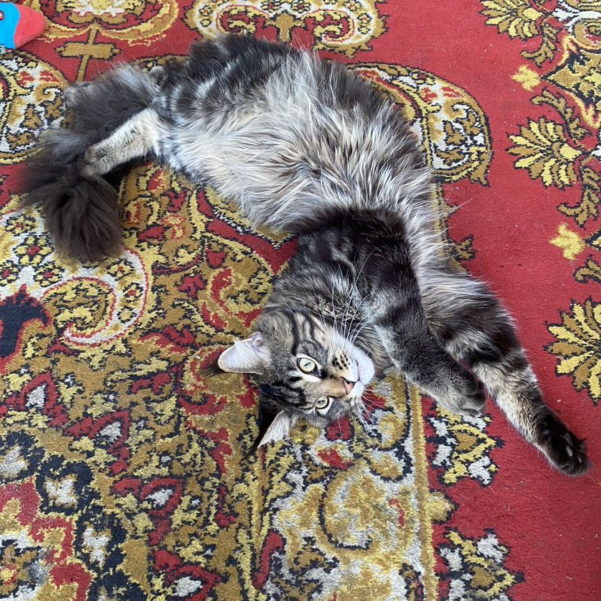 Мэйн кун вязка