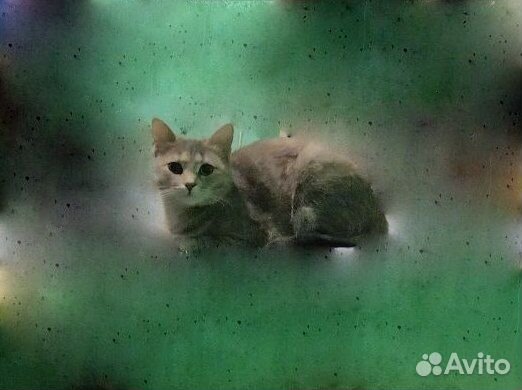Потрясающая, молодая кошка Маруся ищет дом