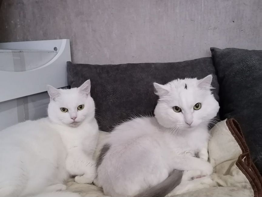 Турецкая ангора