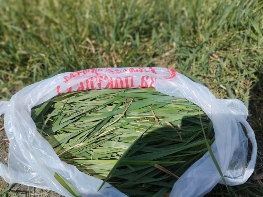 Продажа травы для домашних кроликов, зайцев и тд