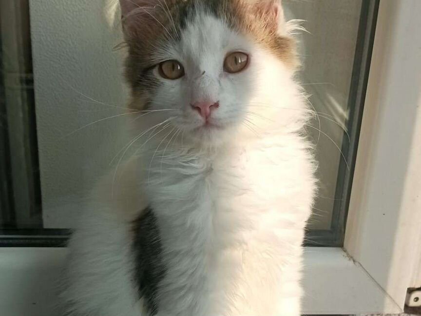 Красивая кошечка ищет дом