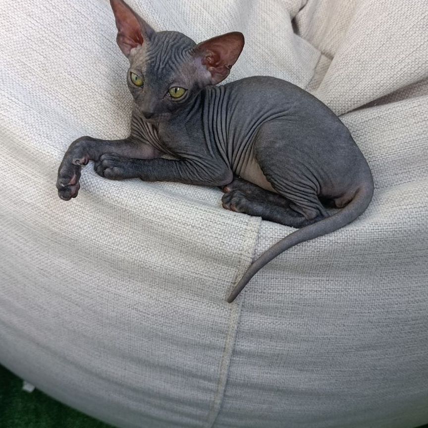 Донской сфинкс котёнок