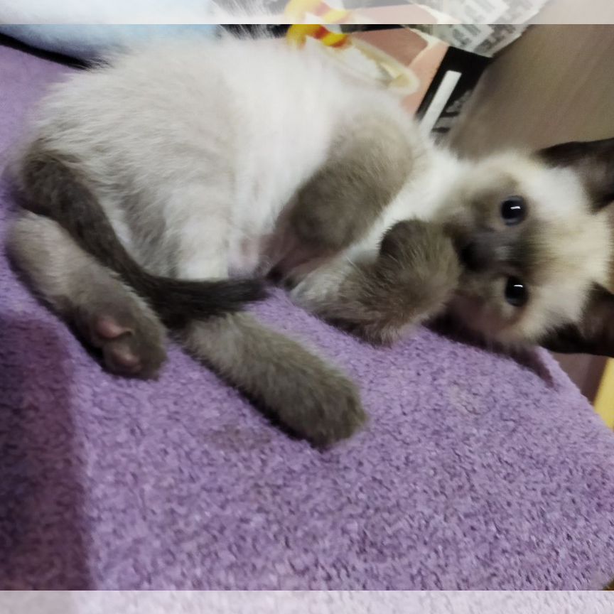 Тайский котёнок