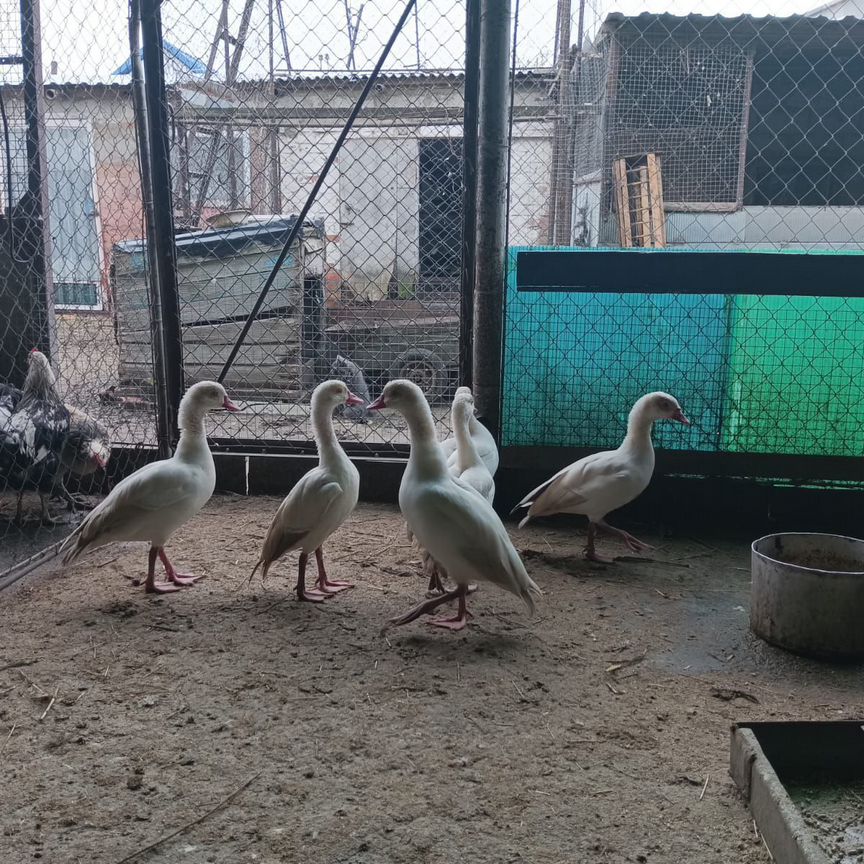 Нильский гусь