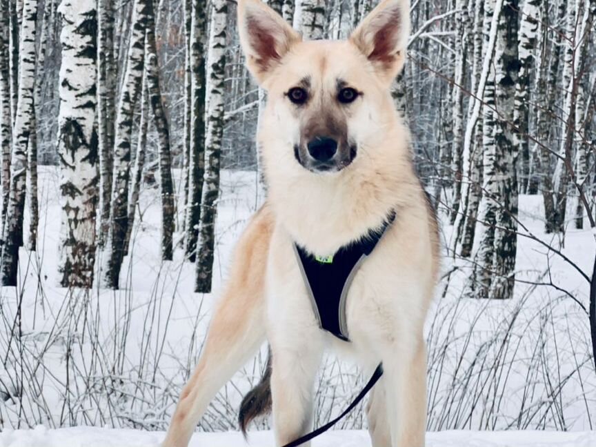 Собака в добрые руки / бесплатно/ щенок
