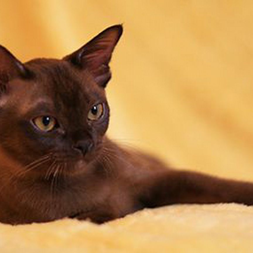 Котёнок бурманский 4,5 месяца