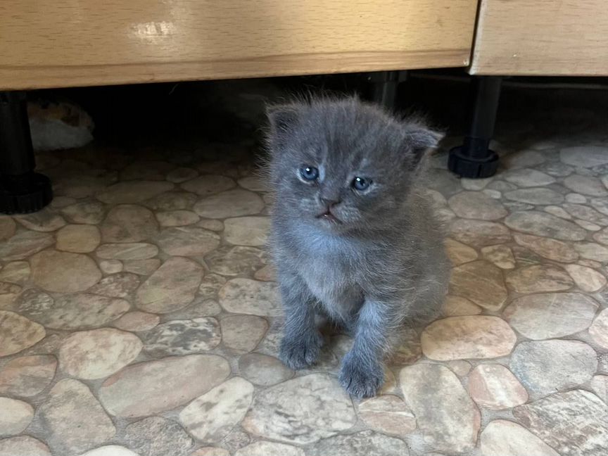 Котёнок британец