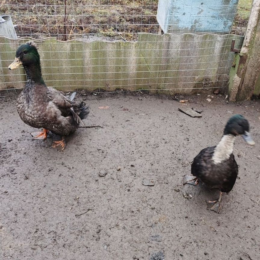 Утята домашние