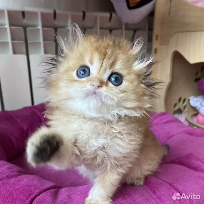 Длинношерстные пупсы