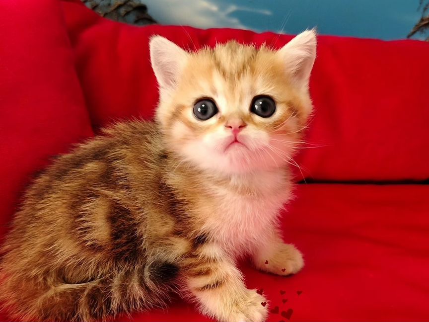 Питомник предлагает котят