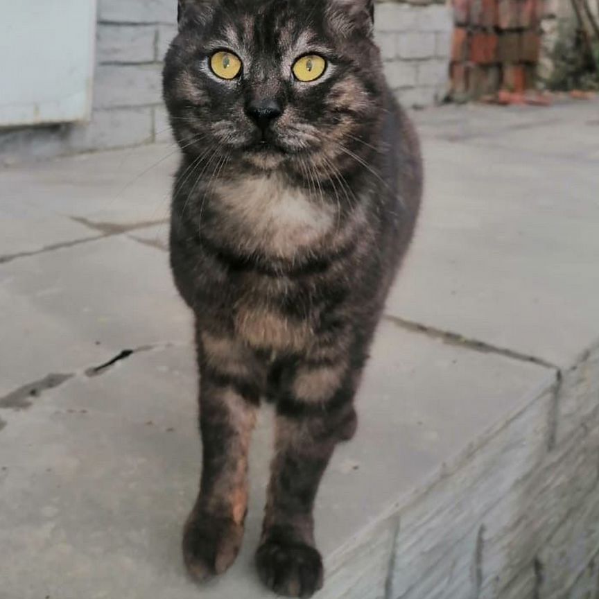 Кот