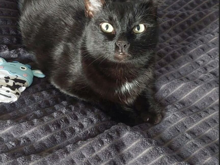 Багире нужна передержка или дом