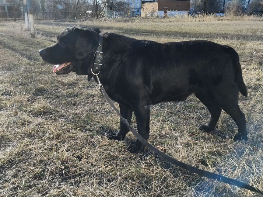 Собака в добрые руки, лабрадор