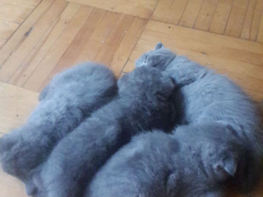 Шотландские вислоухие котята