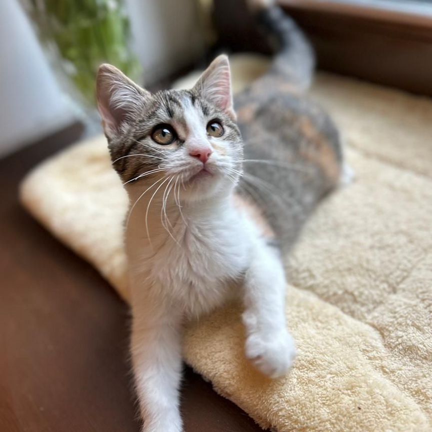 Малышка котенок ласковая разноцветная