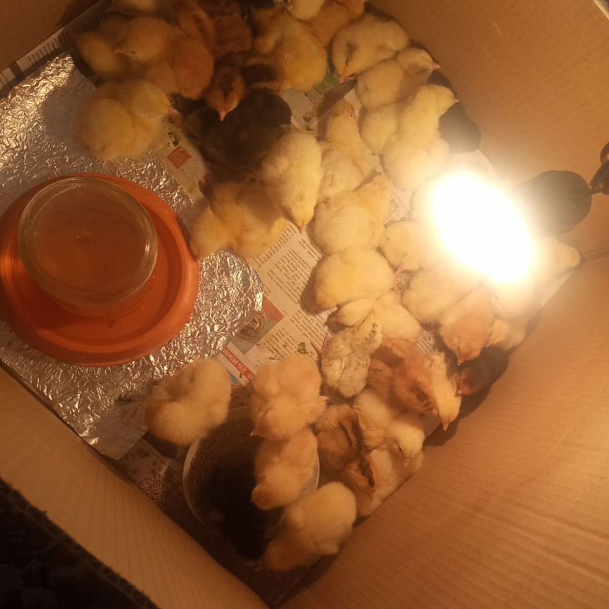 Цыплята суточные несушки