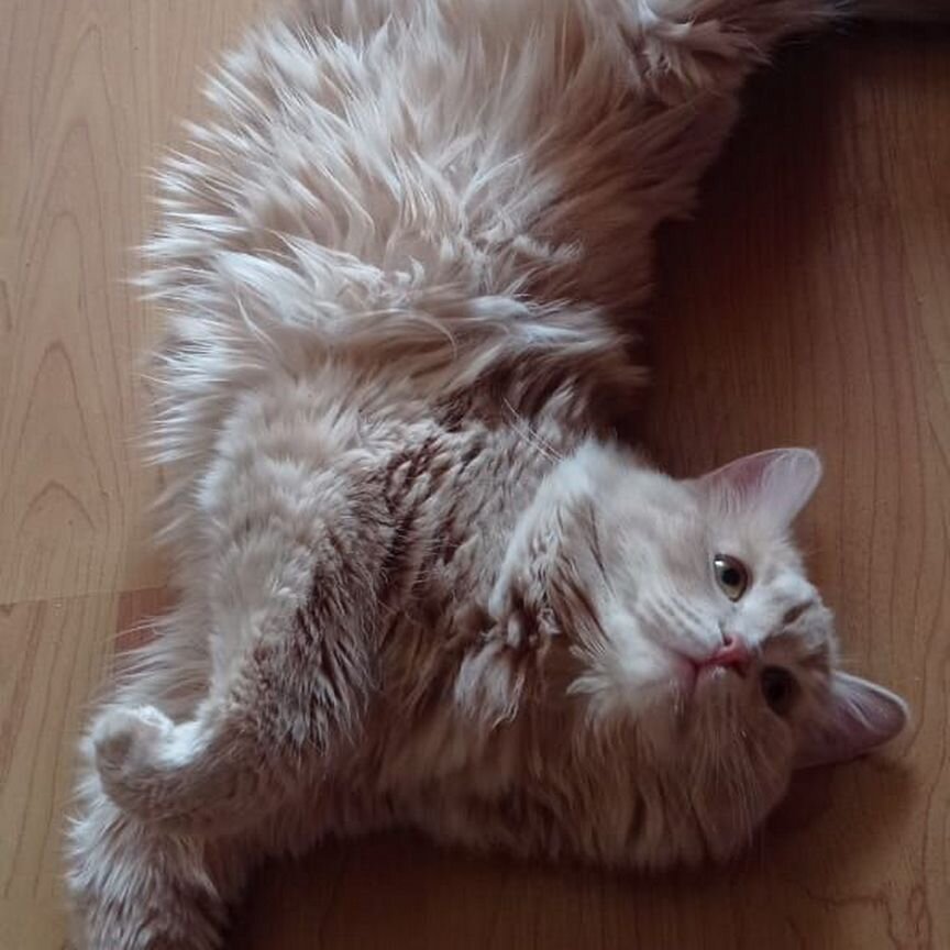Рафаэль котик 6 мес