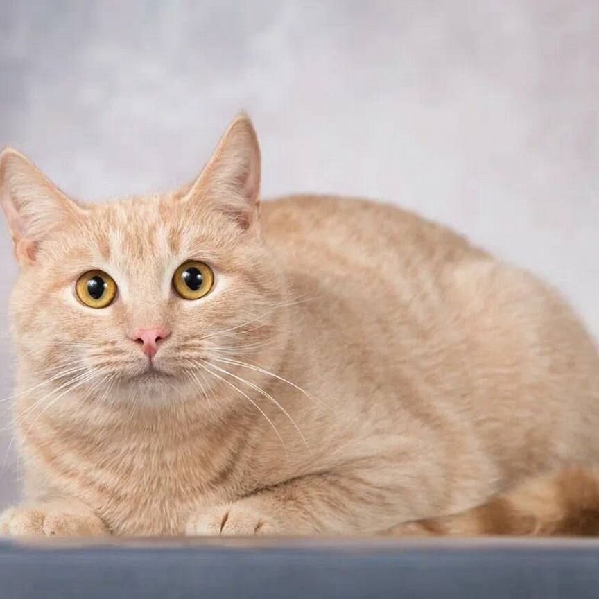 Рыжий котенок Этьен ищет дом