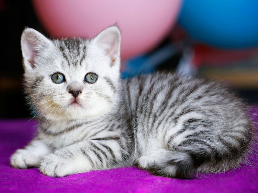 Котенок прямоухий мальчик
