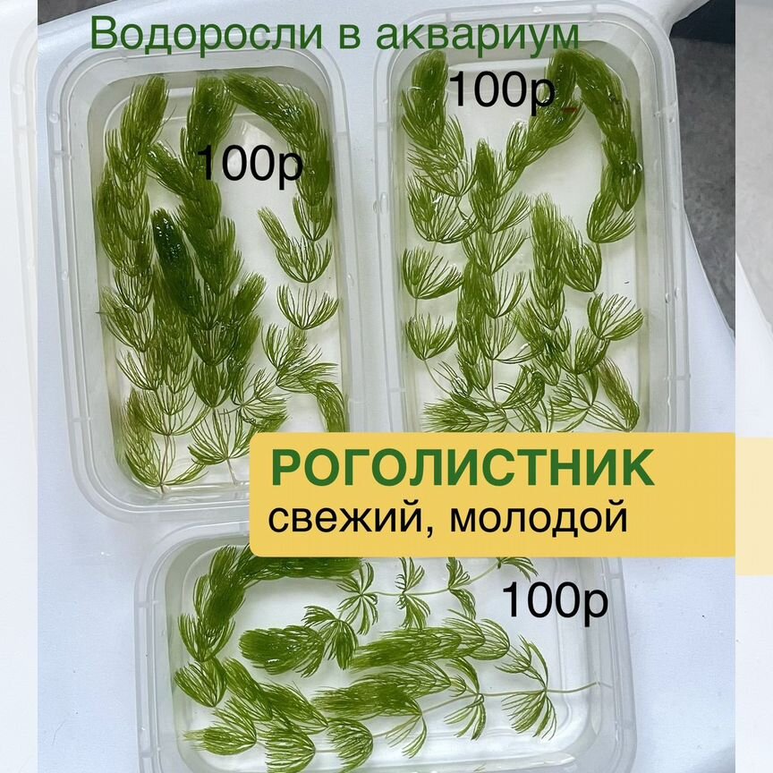 Роголистник свежий, водоросли в аквариум