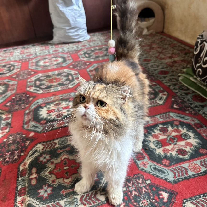 Кошка смесь персидской