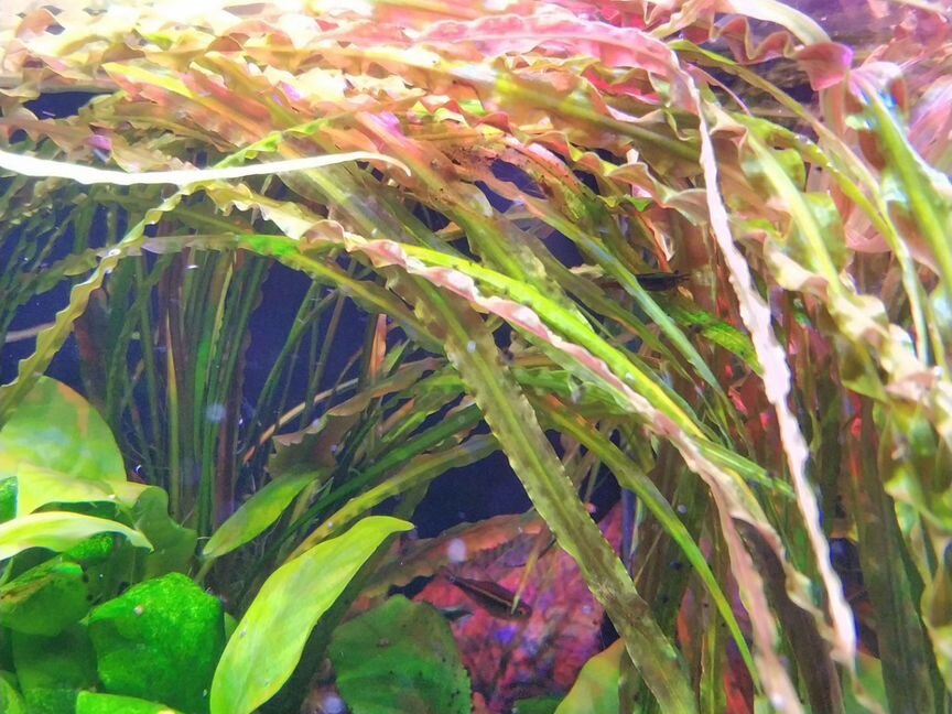 Криптокорина тонкиненсис (var.tonkinensis)