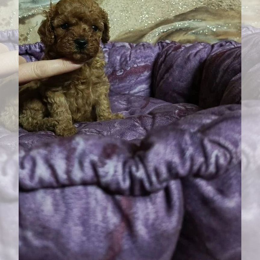 Той-пудель, щенок