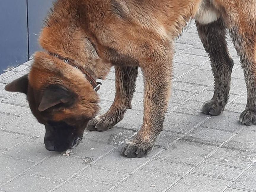 Найдена собака Американская акита коричневая