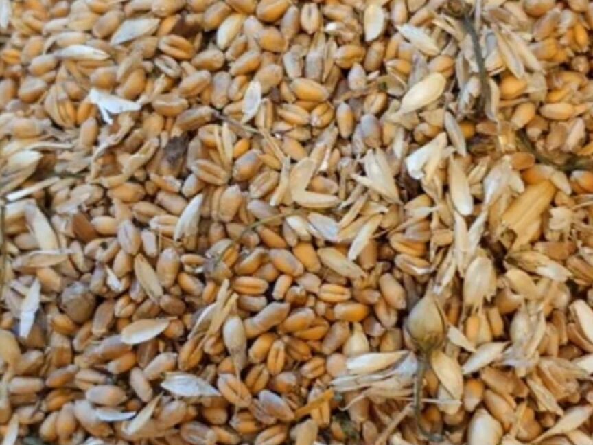 Пшеница фуражная опт