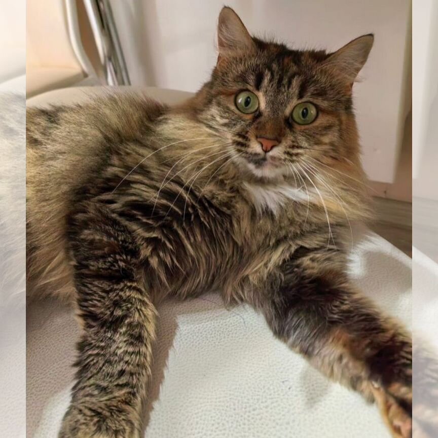 Взрослая, Девочка кошка в добрые руки