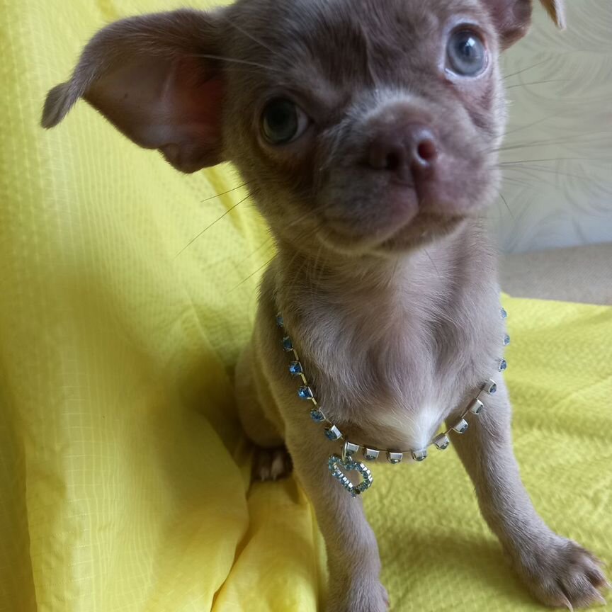 Щенки чихуахуа