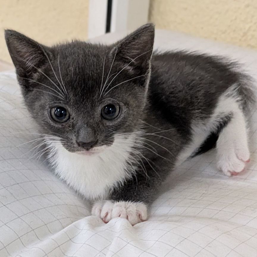 Котёнок в добрые руки