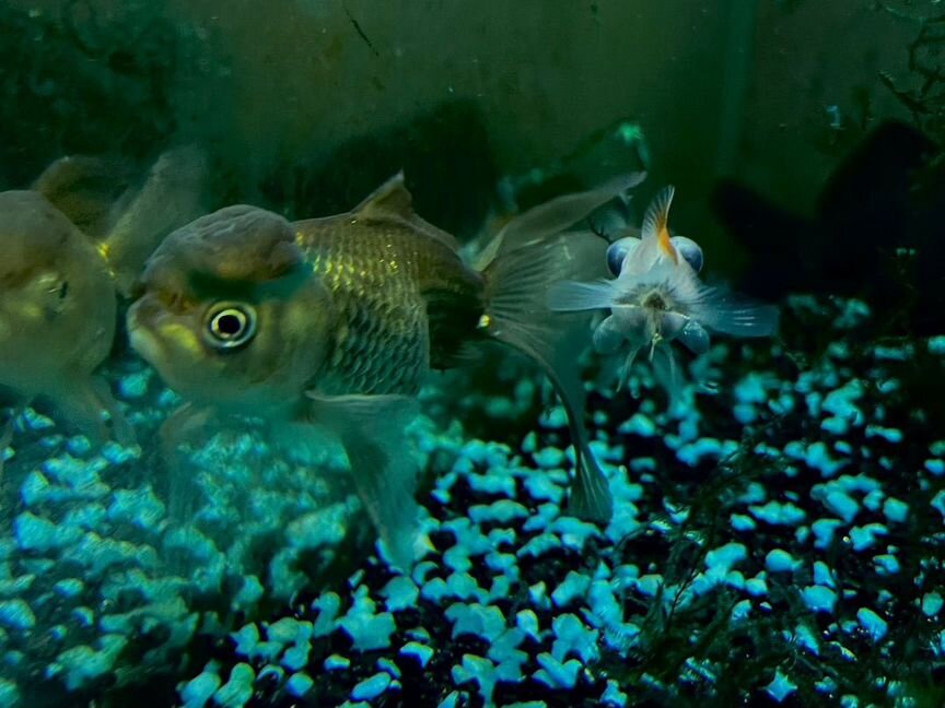 Аквариумные рыбки