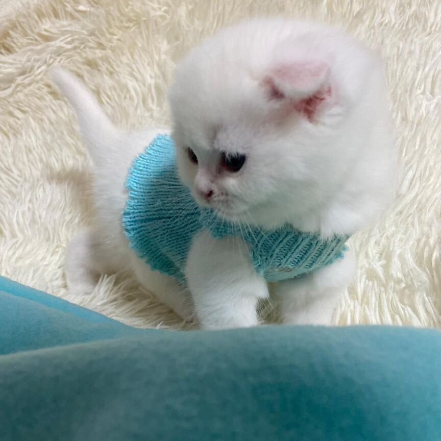 Продажа британских котят