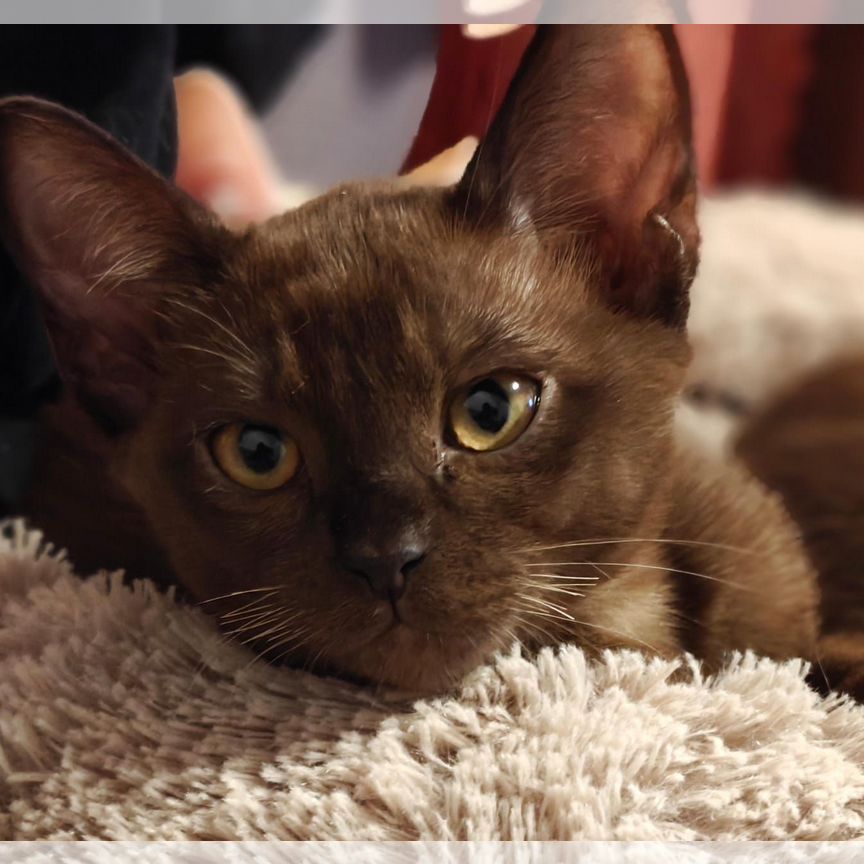 Котик Бурмы. Европейской Бурмы