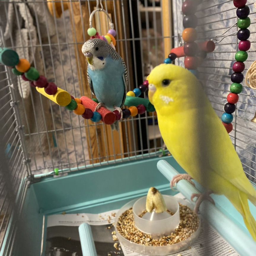 Волнистые попугаи