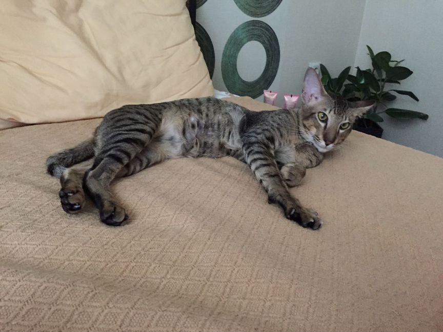 Ориентал с родословной ищет кошечку