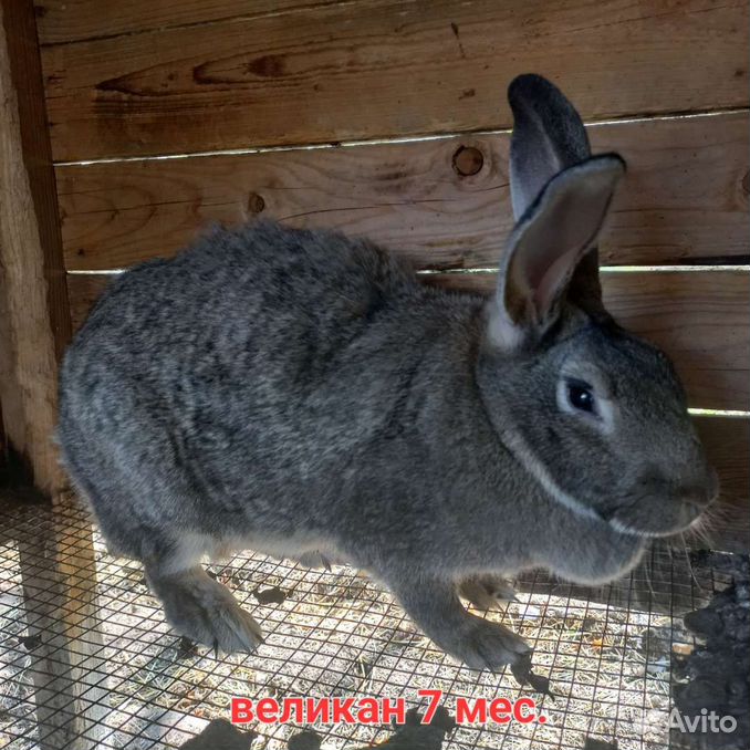 Кролики самцы