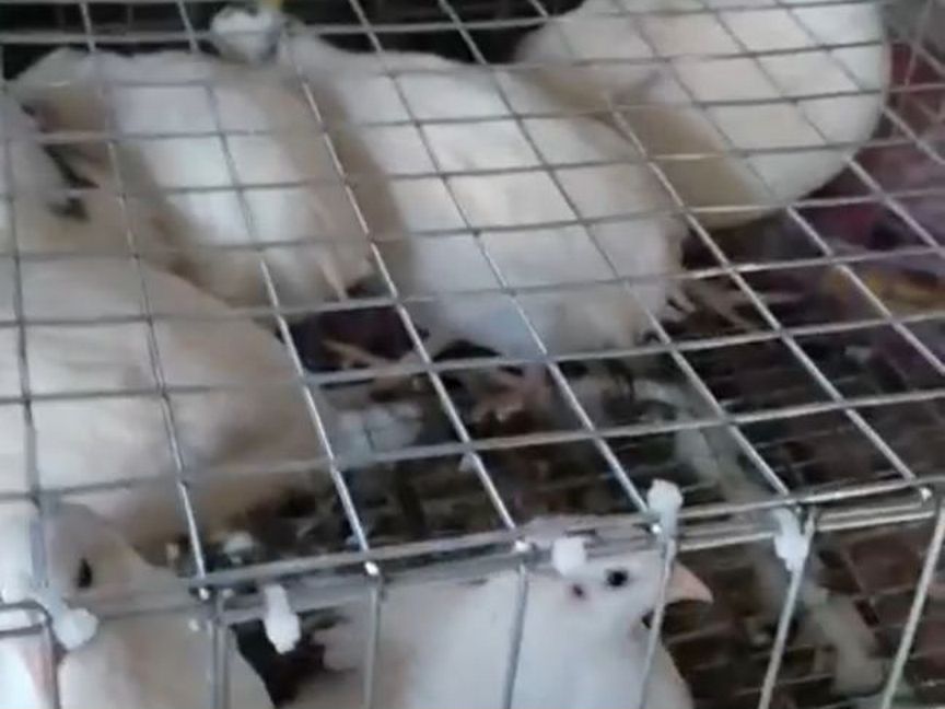 Перепела продажа