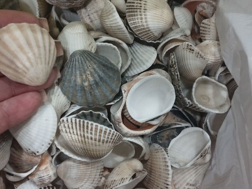 Ракушки для аквариума