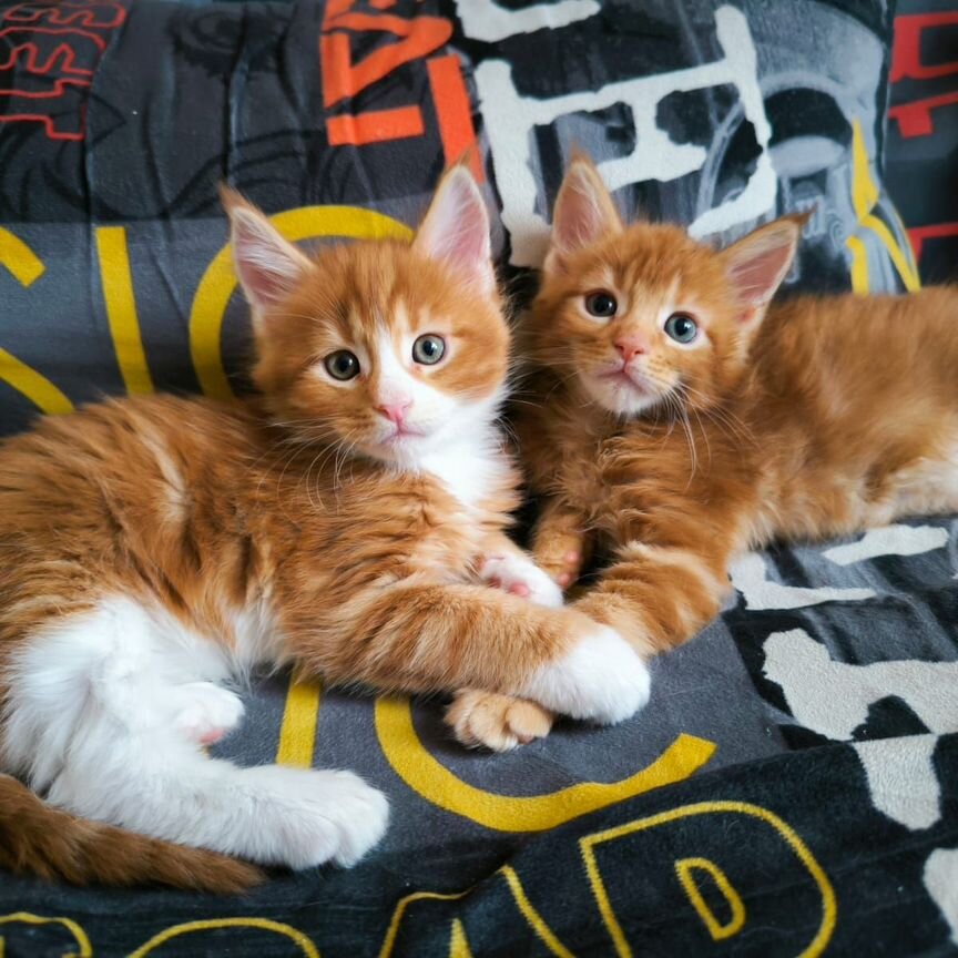 Котята Мейн-Кун