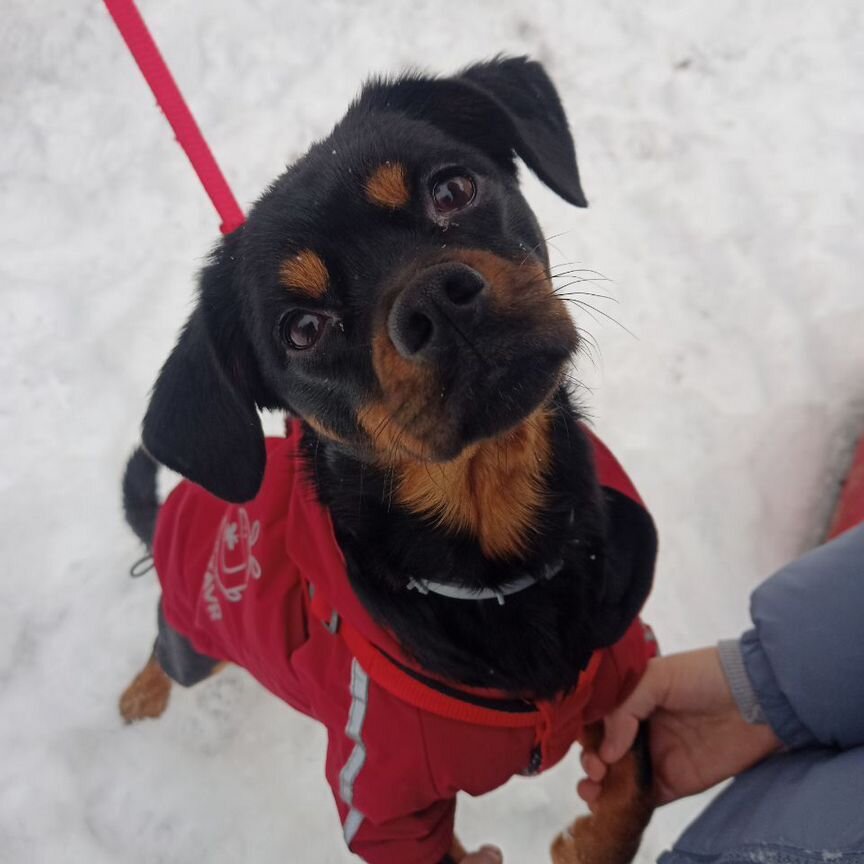 Тесси в добрые руки Собака в добрые руки Бесплатно