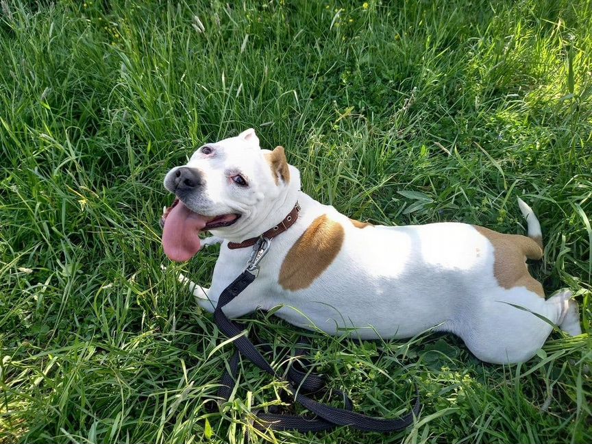 Стаффочка Тамарина пристраивается в добрые руки