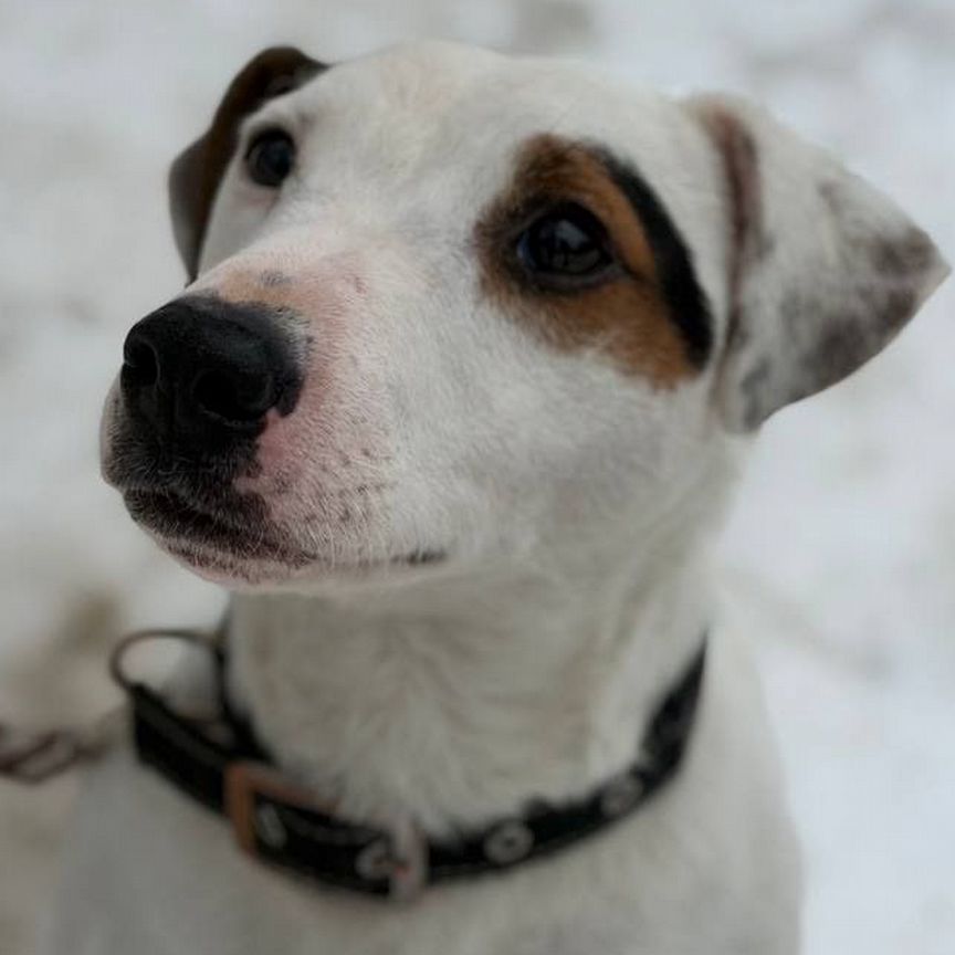 Джек-рассел-терьер, взрослый пёс