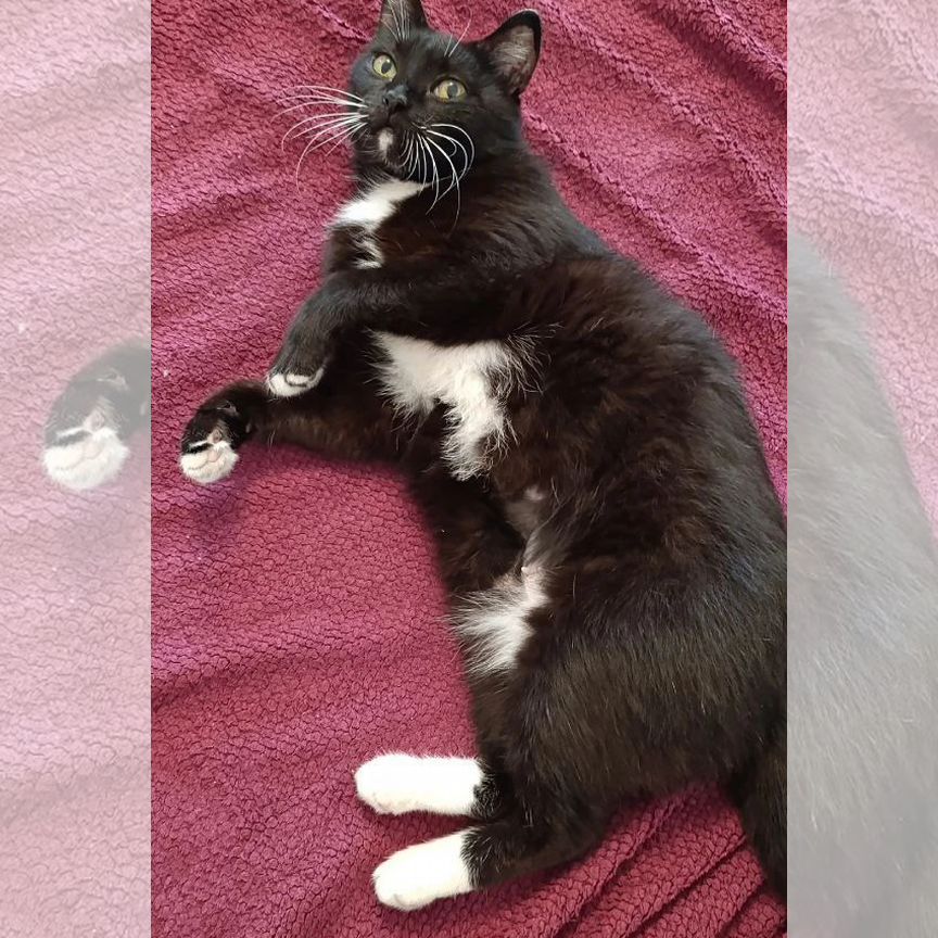 Взрослая, кошка в добрые руки