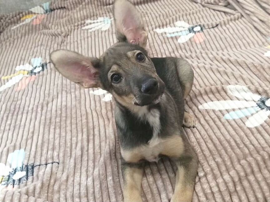 Ушастый щеночек ищет дом
