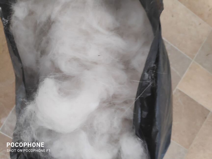 Шесть собаки