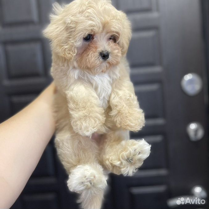 Мальчик мальтипуf1